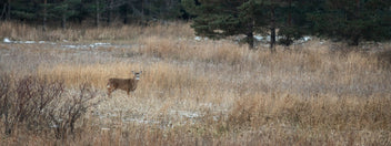 Spartan Forge Hunting App | The Only Mapping App You Need – SPARTAN FORGE